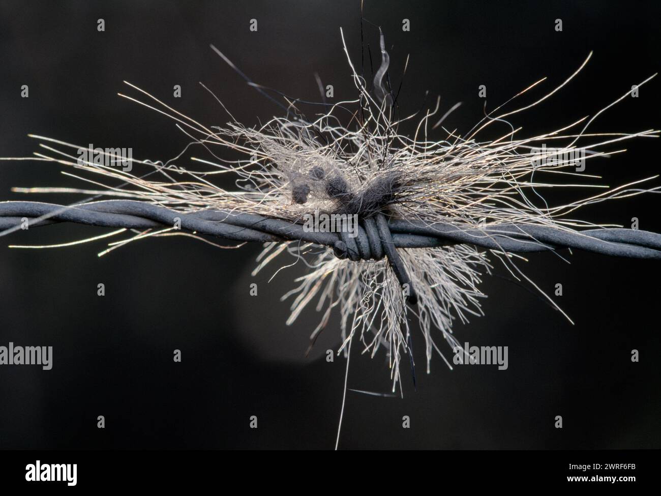 Badger (Meles meles) hairs on barbed wire fence indicating where ...