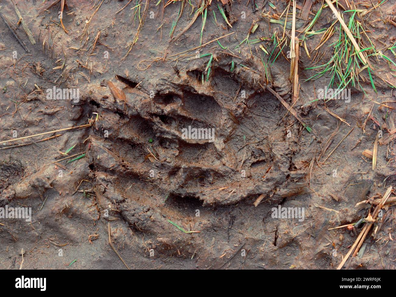 Badger (Meles meles) tracks in mud in autumn, Berwickshire, Scotland ...
