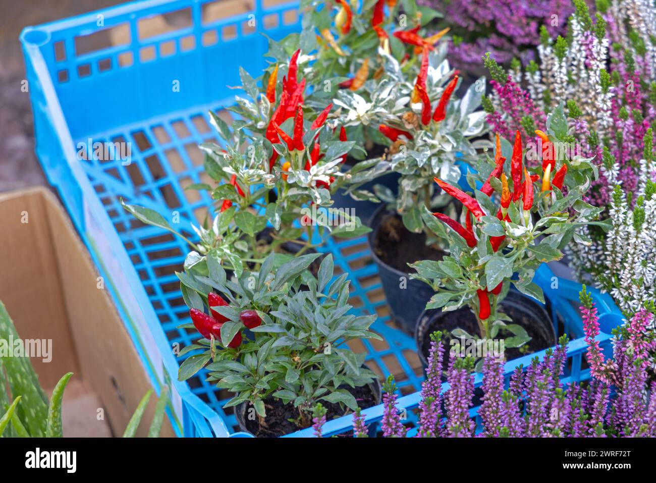 Potted Hot Chili Pepper Plants in Crate Farmers Market Stock Photo - Alamy