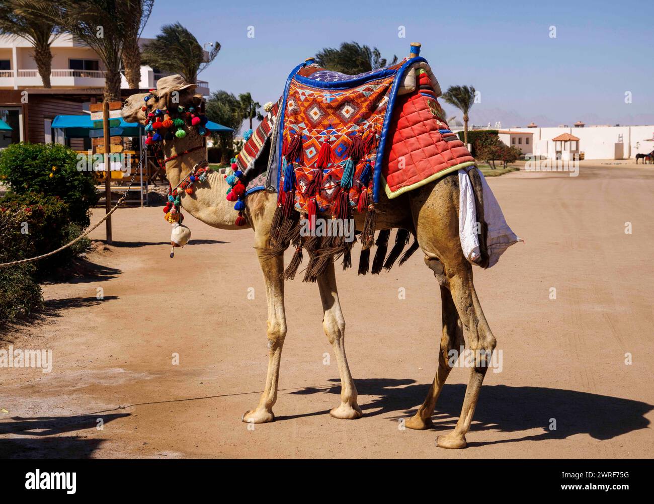 Camels in Egypt, also known as 'ships of the desert', offering tourist ...