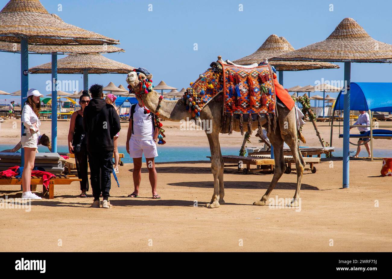 Camels in Egypt, also known as 'ships of the desert', offering tourist ...