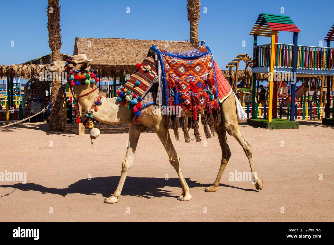 Camels in Egypt, also known as 'ships of the desert', offering tourist ...