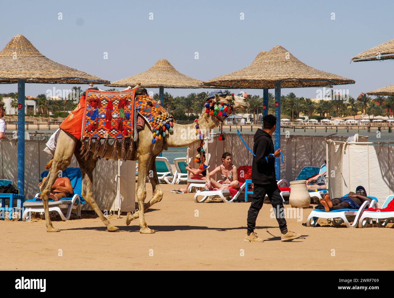 Camels in Egypt, also known as 'ships of the desert', offering tourist ...