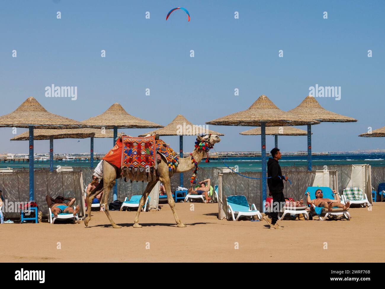 Camels in Egypt, also known as 'ships of the desert', offering tourist ...
