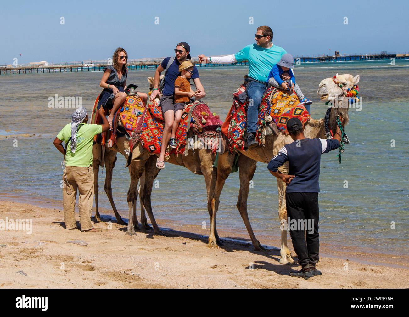 Camels in Egypt, also known as 'ships of the desert', offering tourist ...