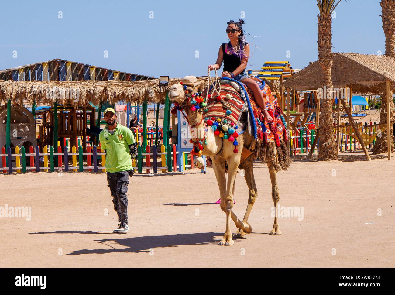 Camels in Egypt, also known as 'ships of the desert', offering tourist ...