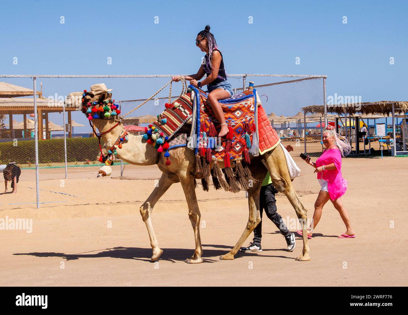 Camels in Egypt, also known as 'ships of the desert', offering tourist ...