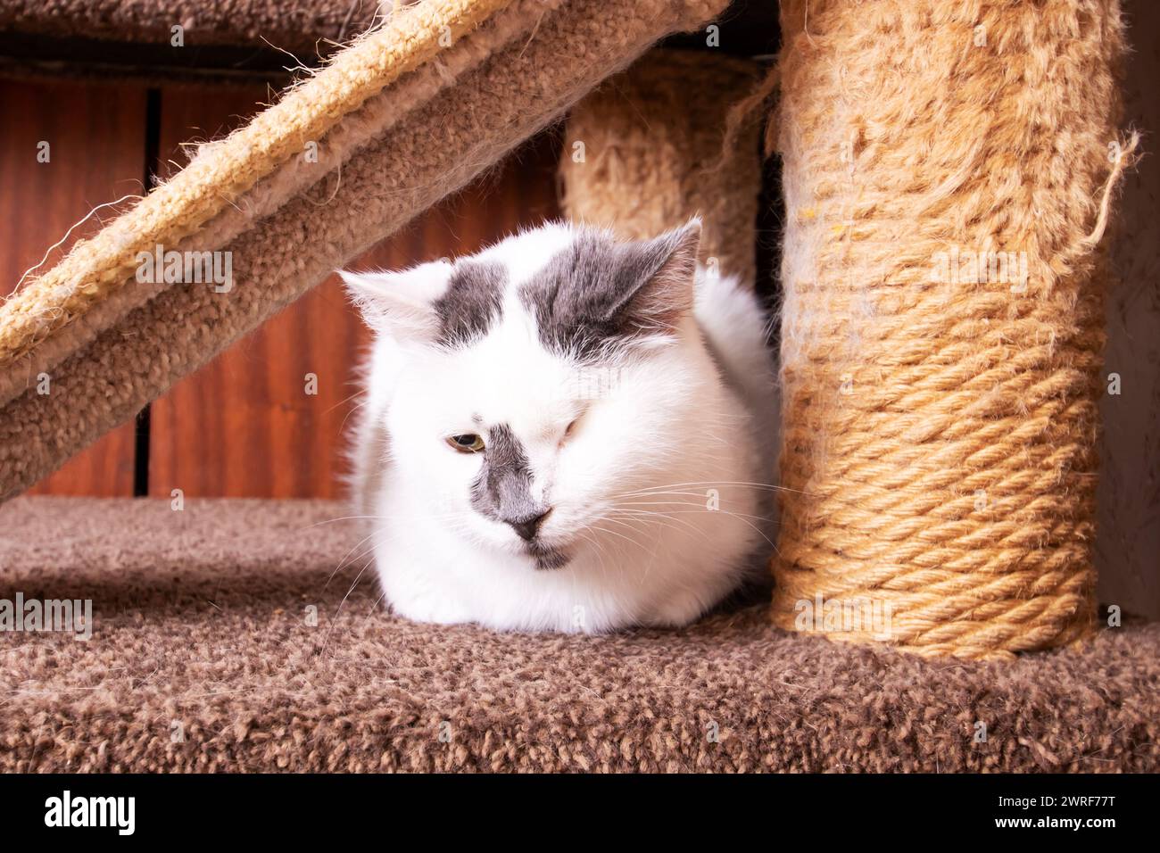Fluffy one eyed gray hi-res stock photography and images - Alamy