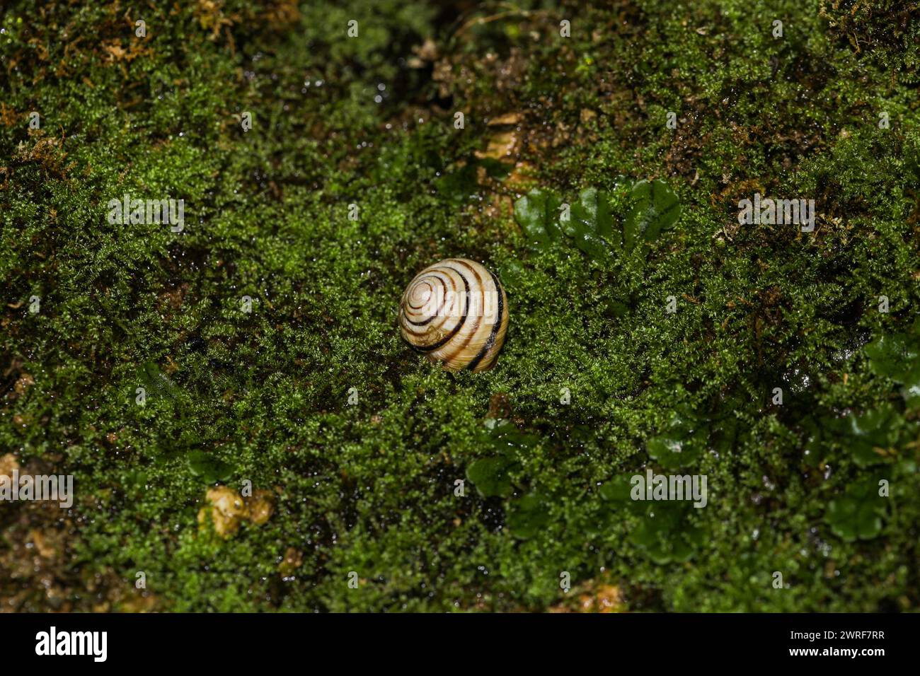 snail shell lies on green moss. empty shell of a river snail lying on a ...