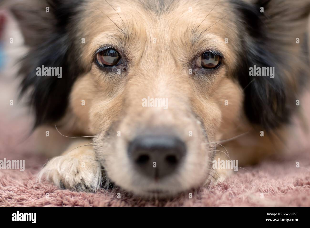 Gray shaggy dog at home, close up portrait Stock Photo - Alamy
