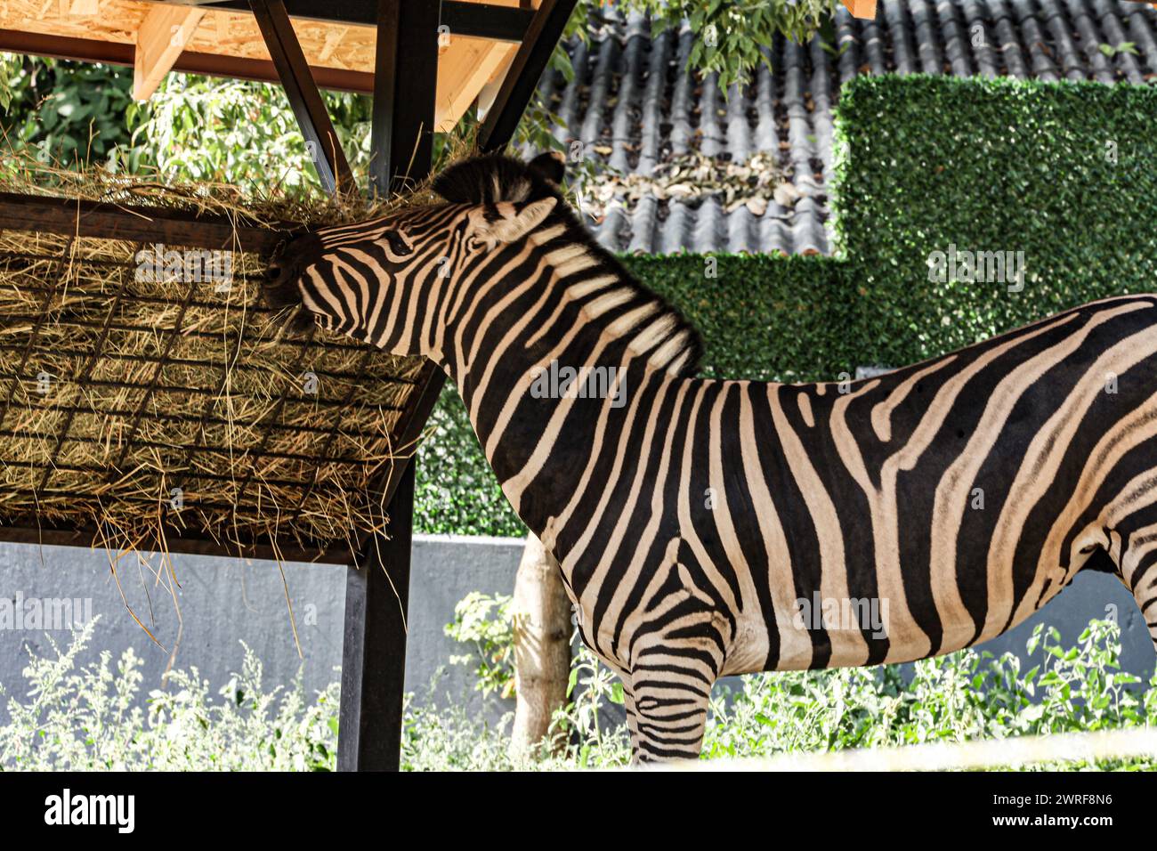 Zebra captured while eating, a very beautiful species of animal with ...