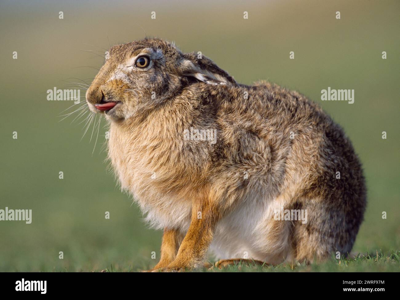 Brown Hare (Lepus europaeus) adult in grass field, Loch Gruinart RSPB ...