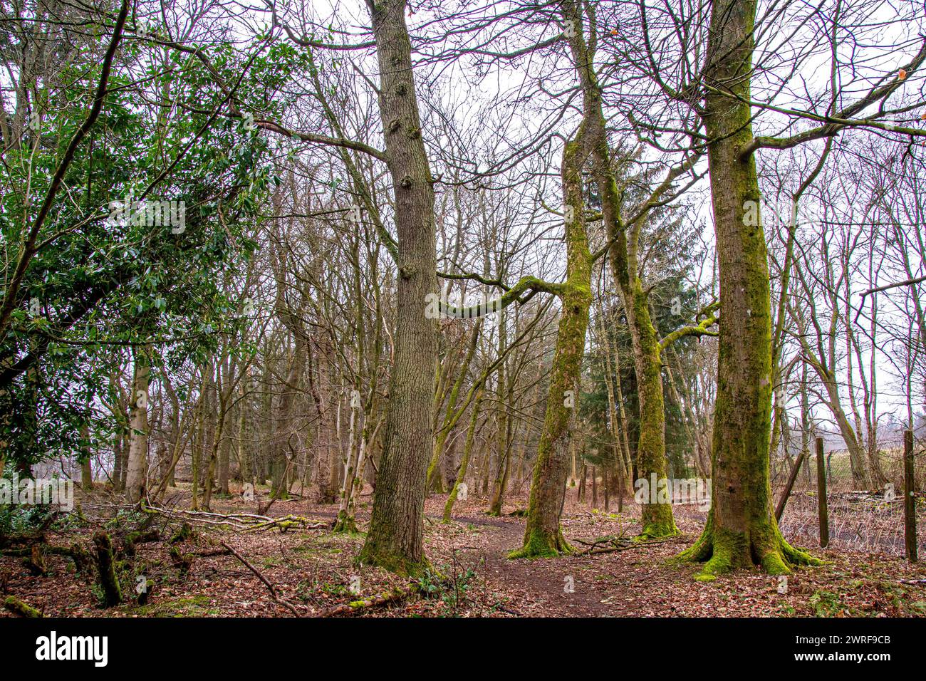 Damp misty haze surrounds Dundee Templeton Woods and Downfield Golf ...