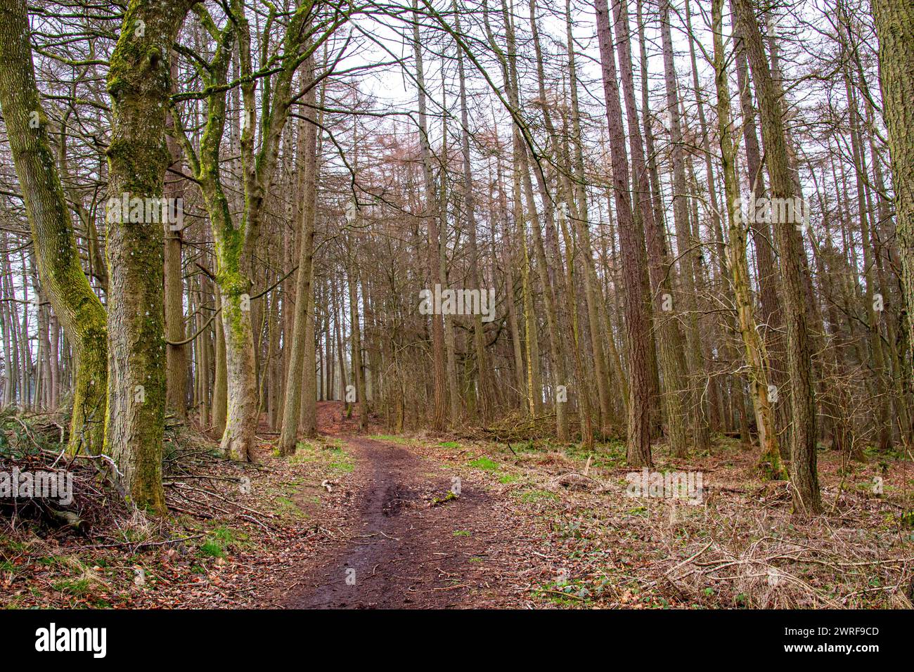 Damp misty haze surrounds Dundee Templeton Woods and Downfield Golf ...