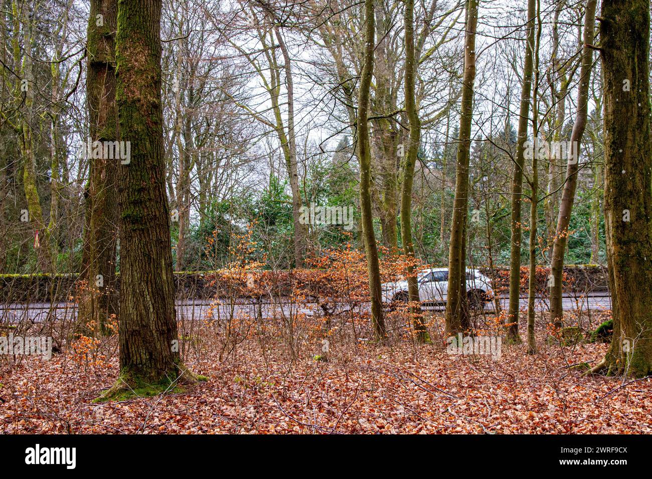 Damp misty haze surrounds Dundee Templeton Woods and Downfield Golf ...