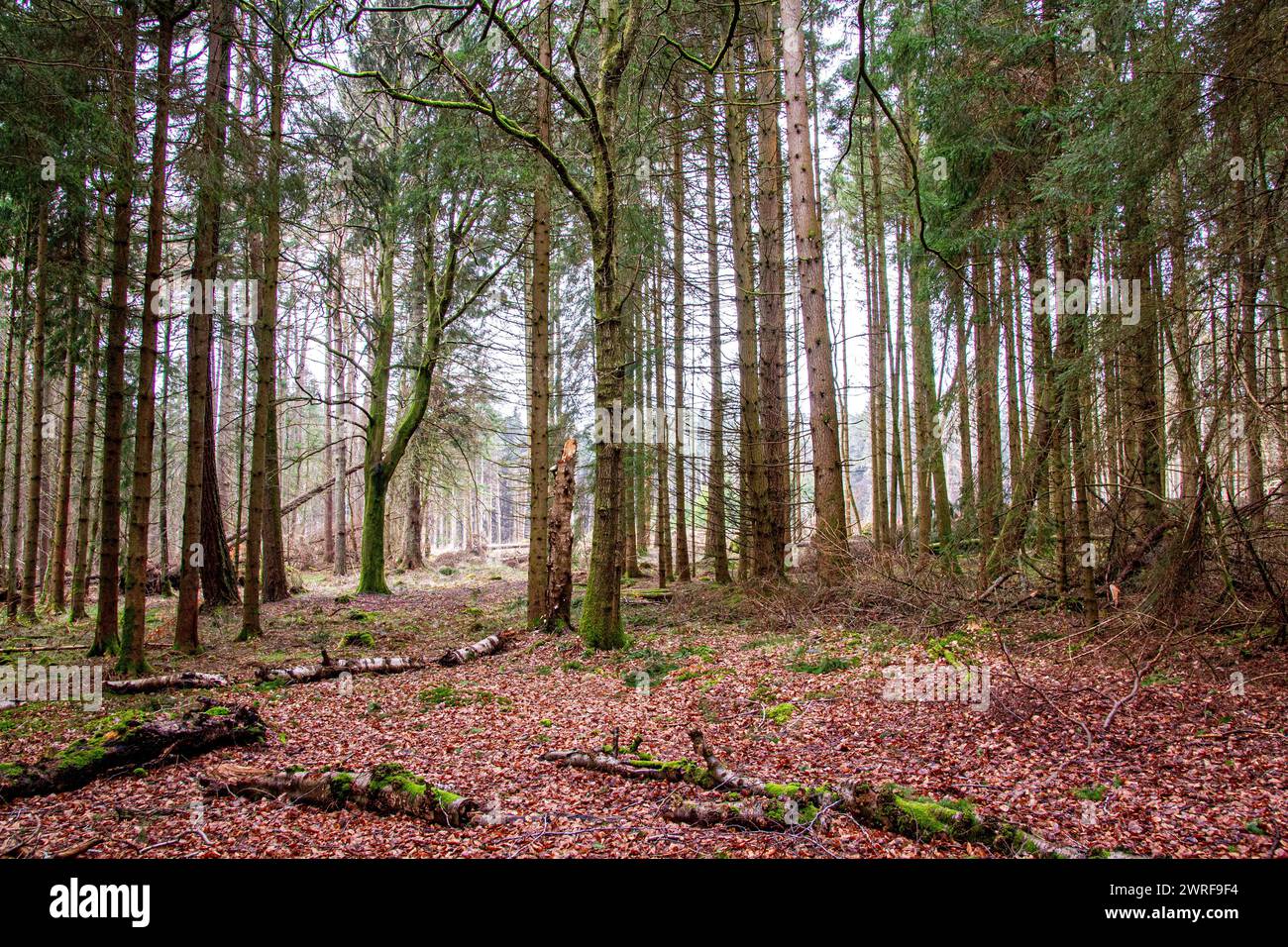 Damp misty haze surrounds Dundee Templeton Woods and Downfield Golf ...