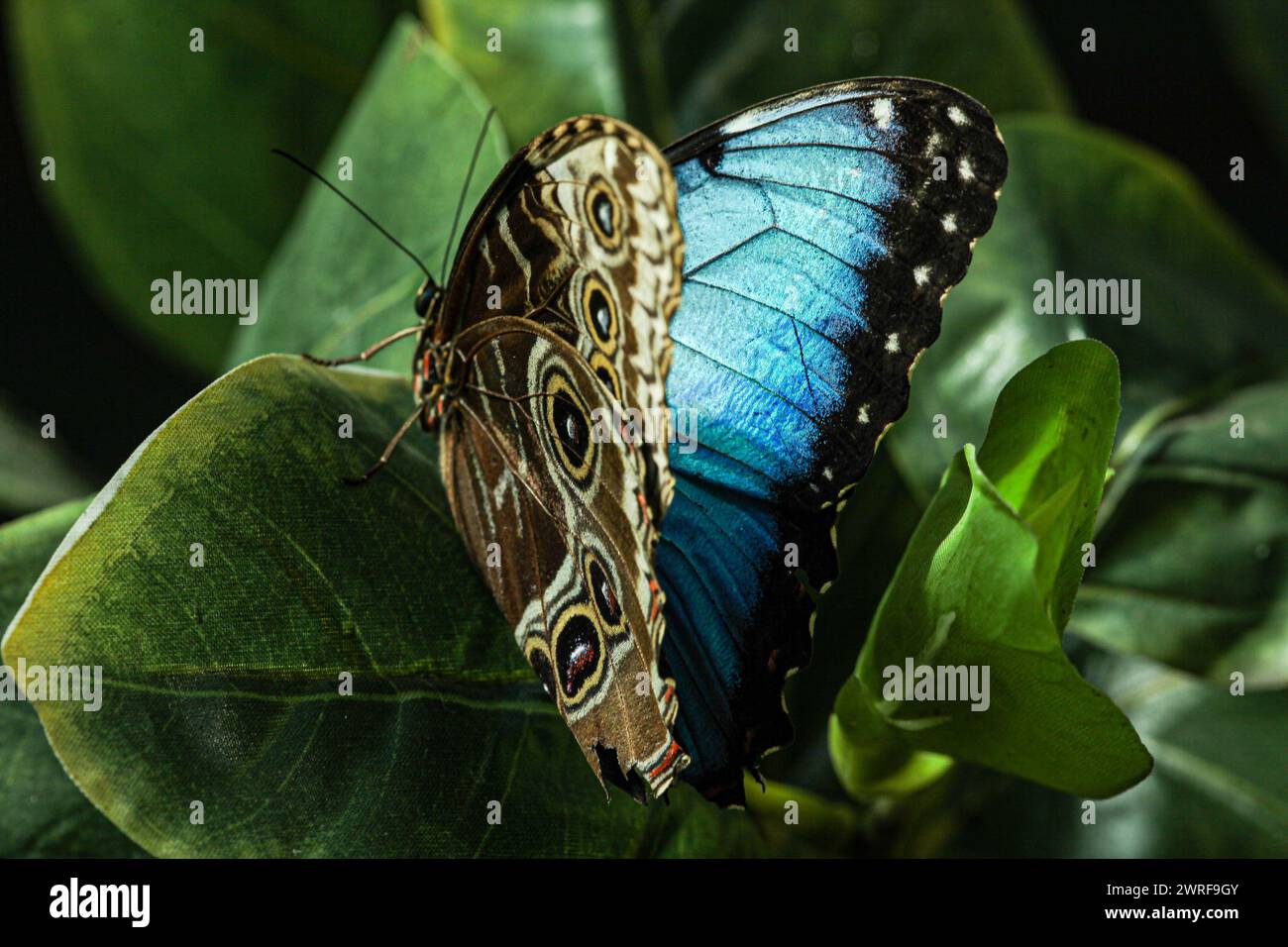 A butterfly called blue morpho with very beautiful colors captured on a ...