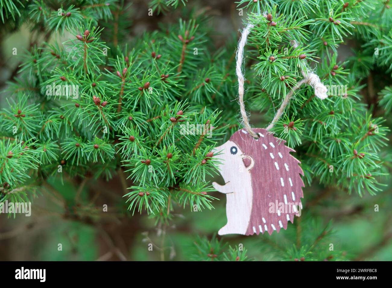 Hedgehog tree hi-res stock photography and images - Alamy