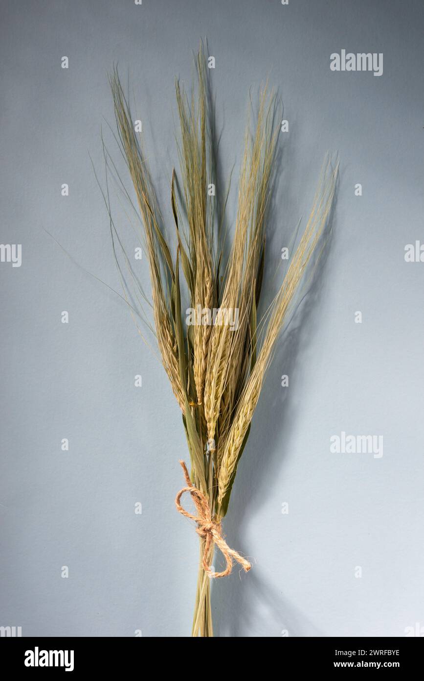 Young wheat stalks hi-res stock photography and images - Alamy