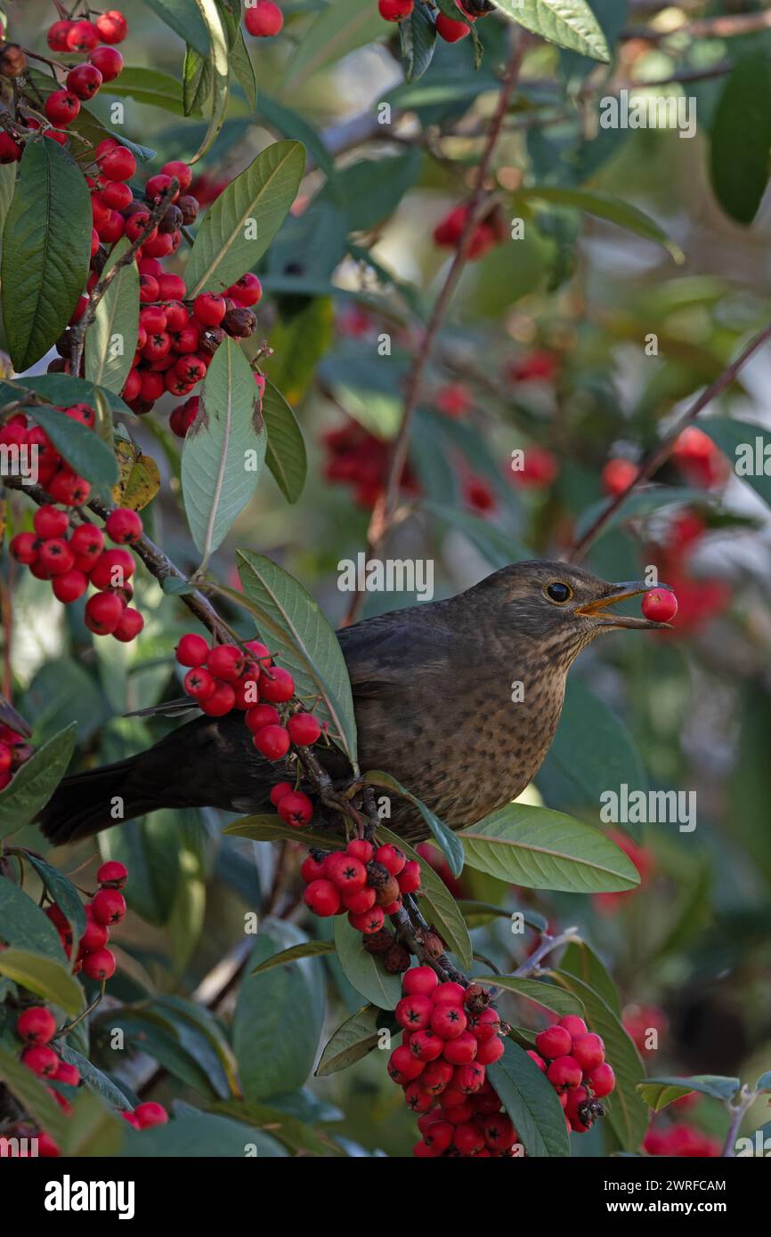 Bird eating berries hi-res stock photography and images - Alamy