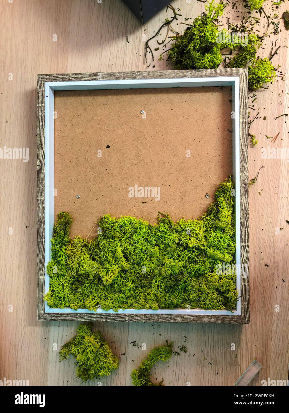 Lush green moss framed on a table surface Stock Photo - Alamy