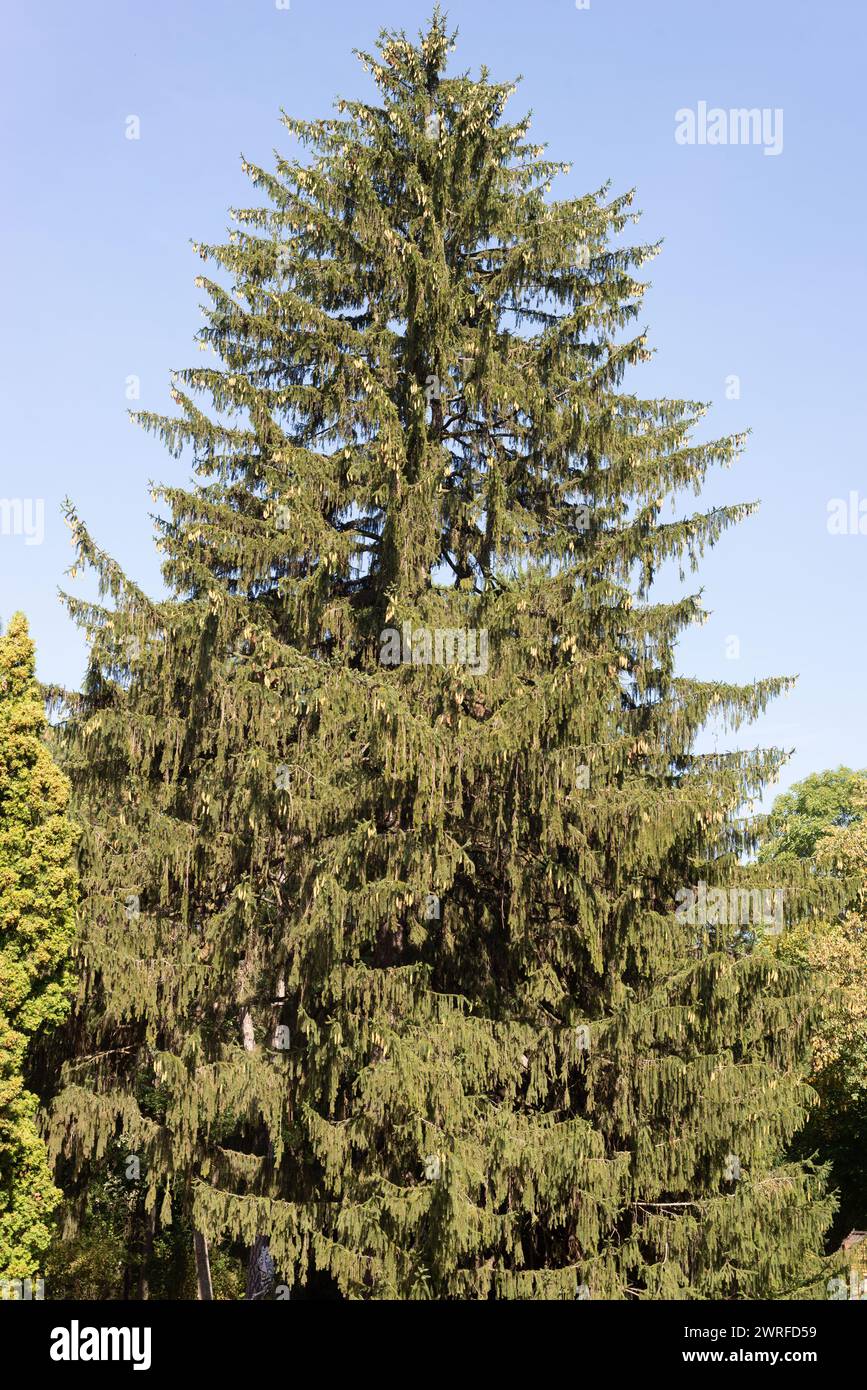 Sunny Cedar forest background, old rare trees, sunrise with rays of sun ...