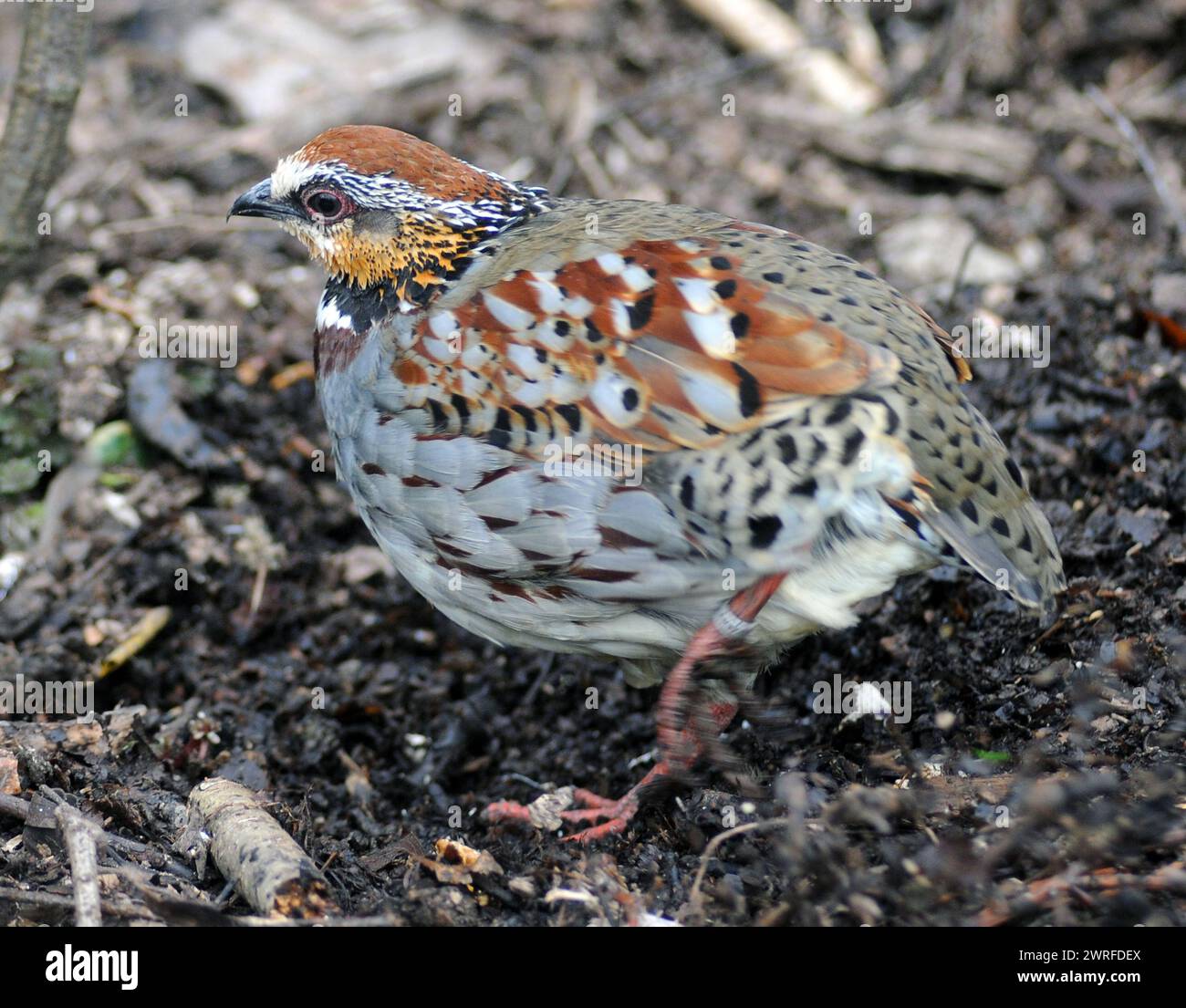 COLLARED PARTRIDGE, MARWELL ZOO NEAR WINCHESTER, HANTS. PIC MIKE WALKER ...