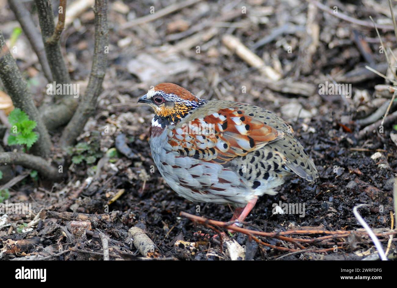 Collared partridge hi-res stock photography and images - Alamy
