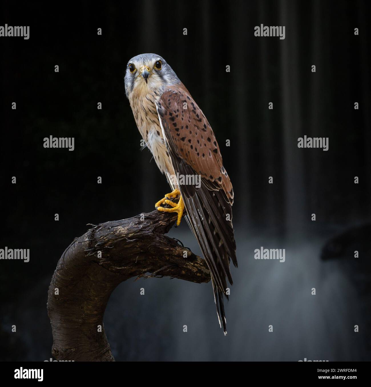 Kestrel uk hi-res stock photography and images - Alamy
