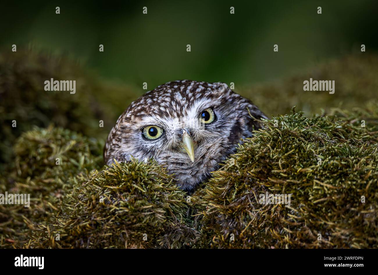 Little owl in wall hi-res stock photography and images - Alamy
