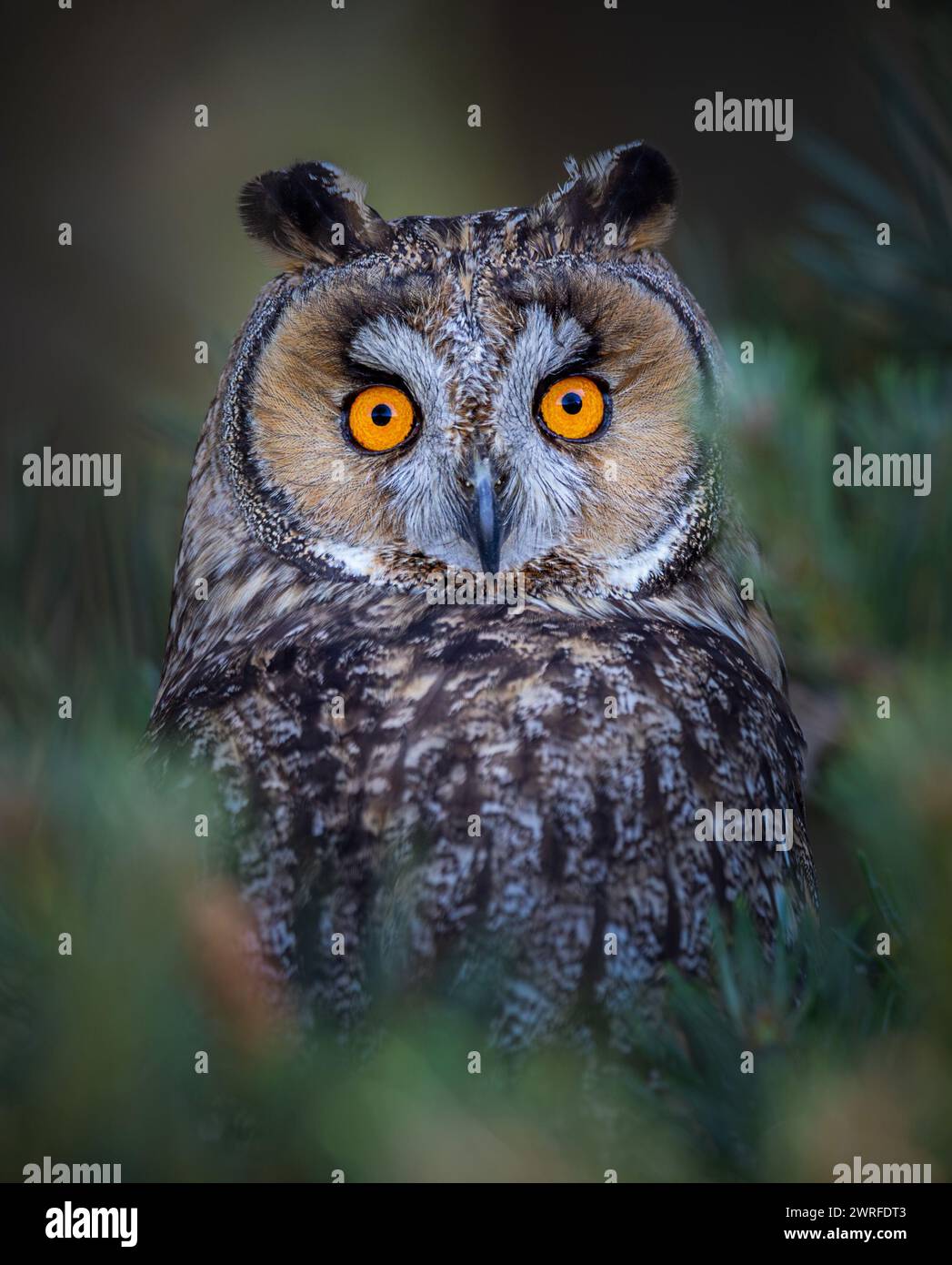 Long Eared Owl Stock Photo - Alamy