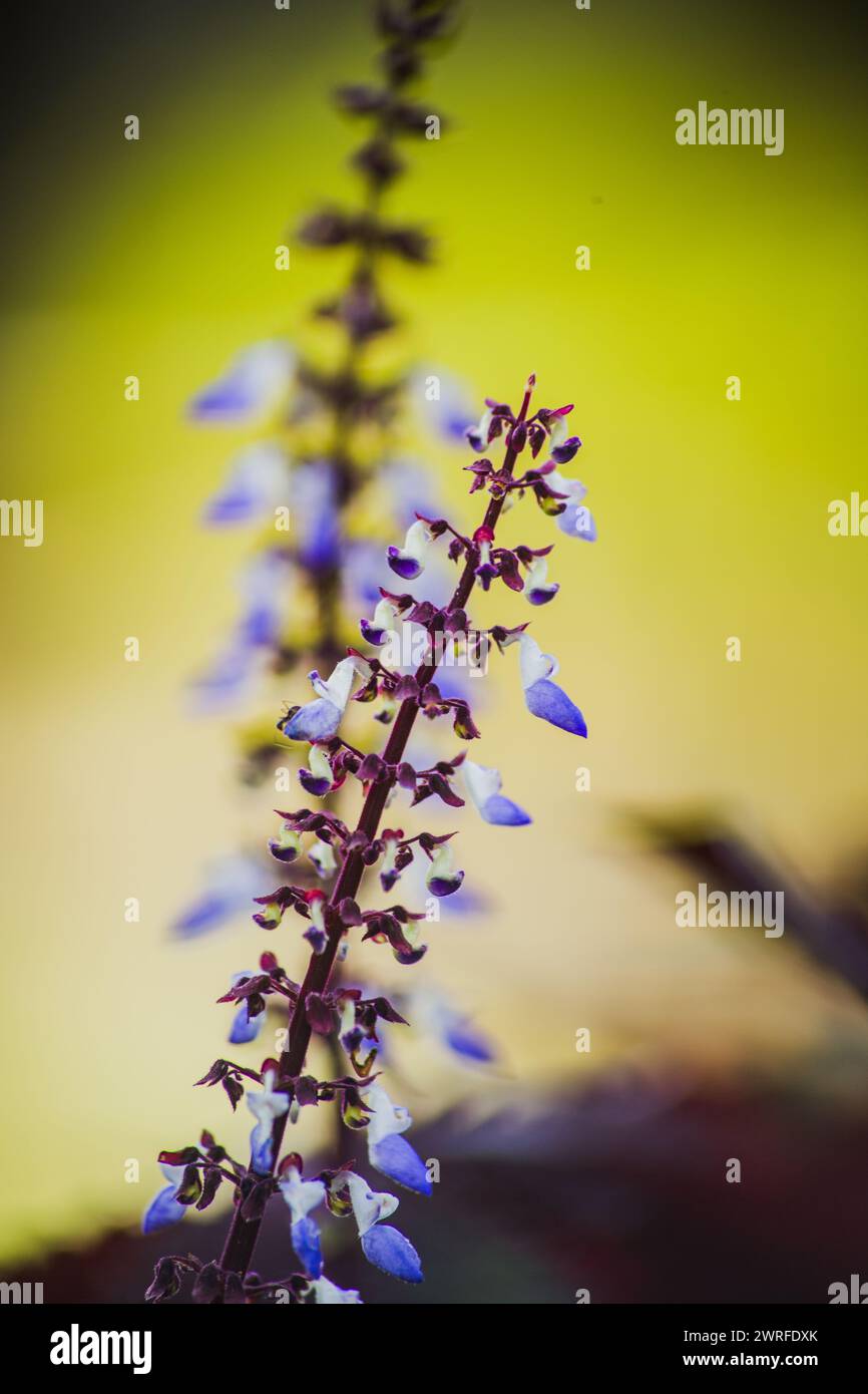 Blue flower blooming on plant against yellow backdrop Stock Photo - Alamy