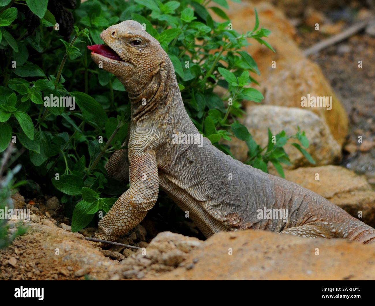 EGYPTIAN SPINY TAILED LIZARD AT MARWELL ZOO, WINCHESTER. PIC MIKE ...