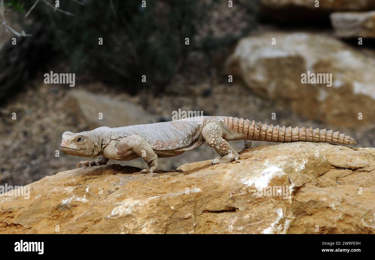 EGYPTIAN SPINY TAILED LIZARD AT MARWELL ZOO, WINCHESTER. PIC MIKE ...