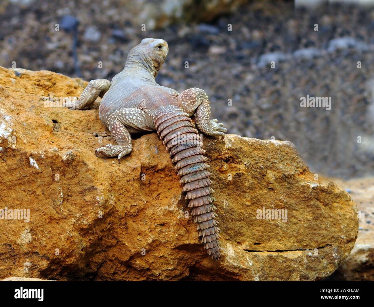 EGYPTIAN SPINY TAILED LIZARD AT MARWELL ZOO, WINCHESTER. PIC MIKE ...