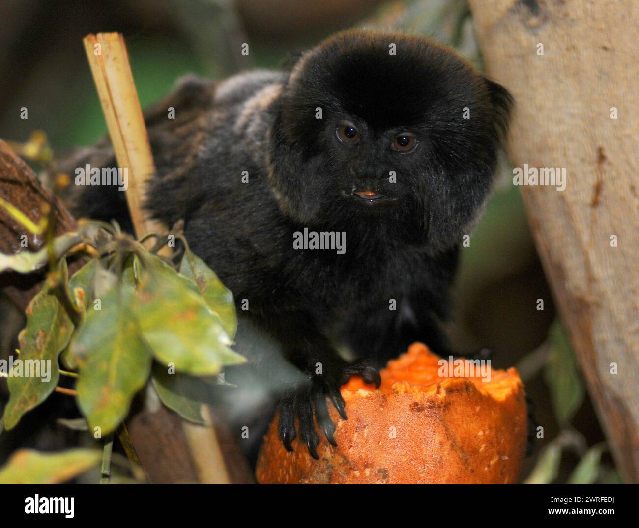 GOELDI'S MONKEY , MARWELL ZOO, NEAR WINCHESTER 2024 PIC MIKW WALKER ...