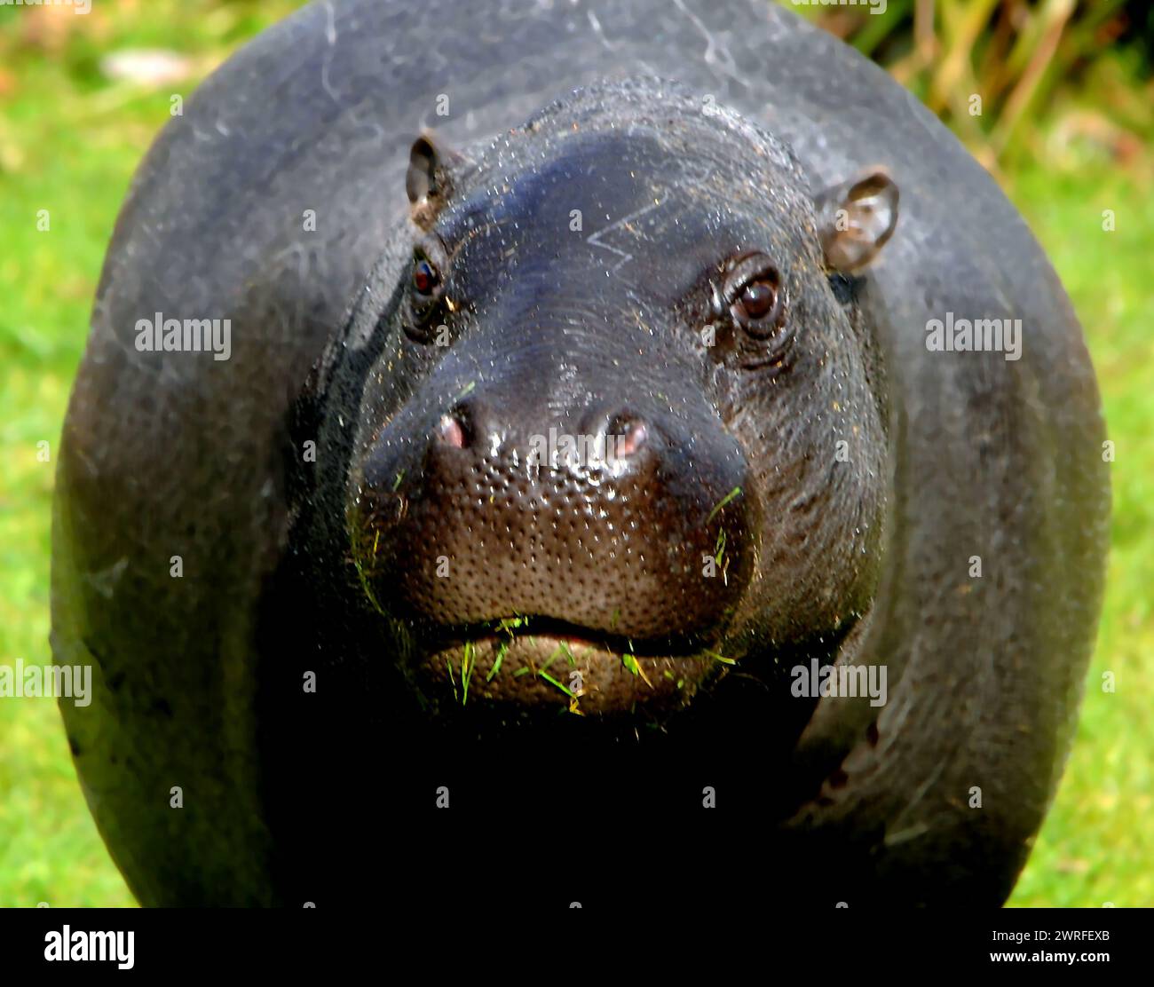 PYGMY HIPPO, MARWELL ZOO, NEAR WINCHESTER, HANTS PIC MIKE WALKER 2024 ...