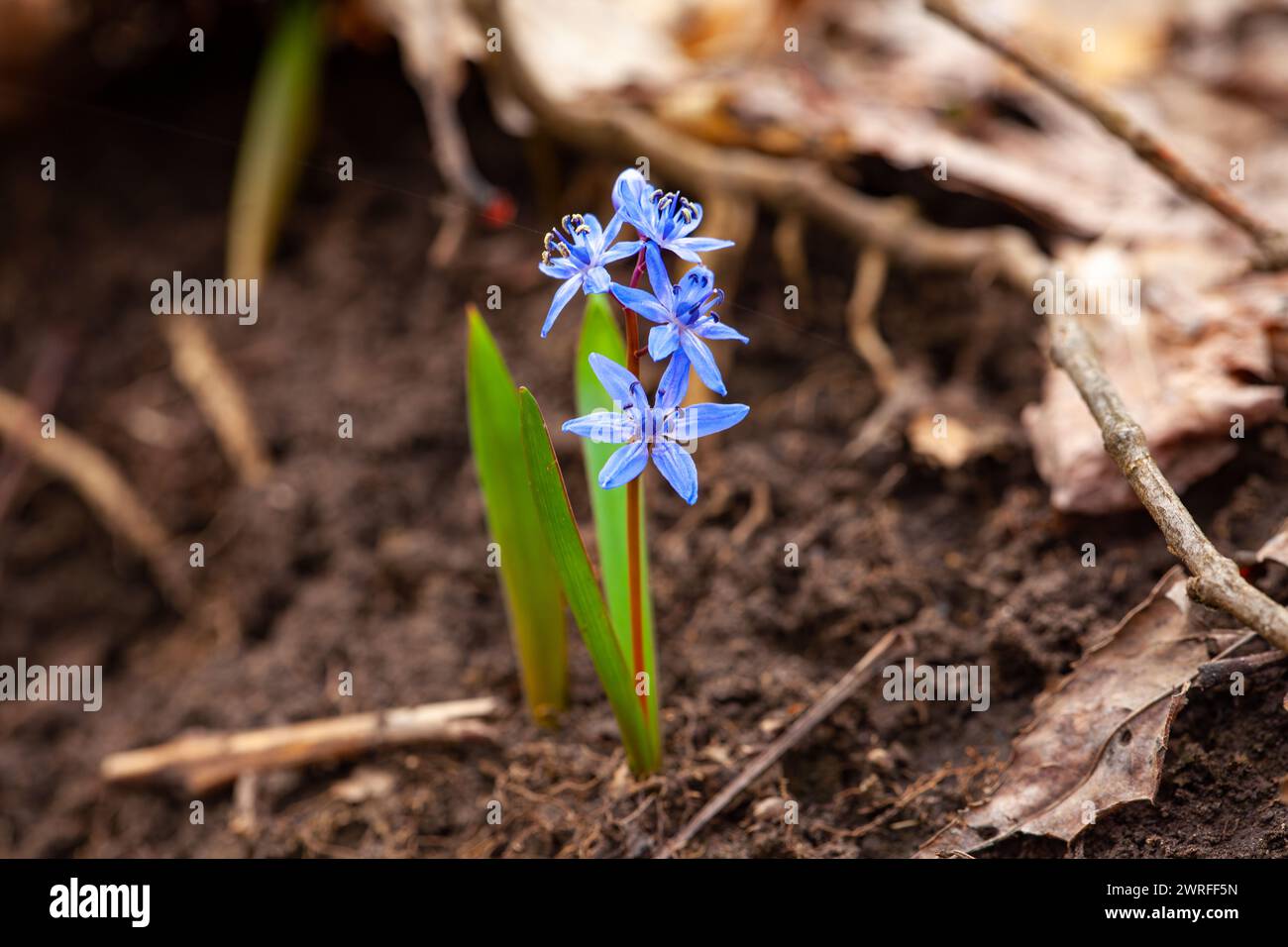 A petite electric blue flower blooming from the soil, showcasing the ...