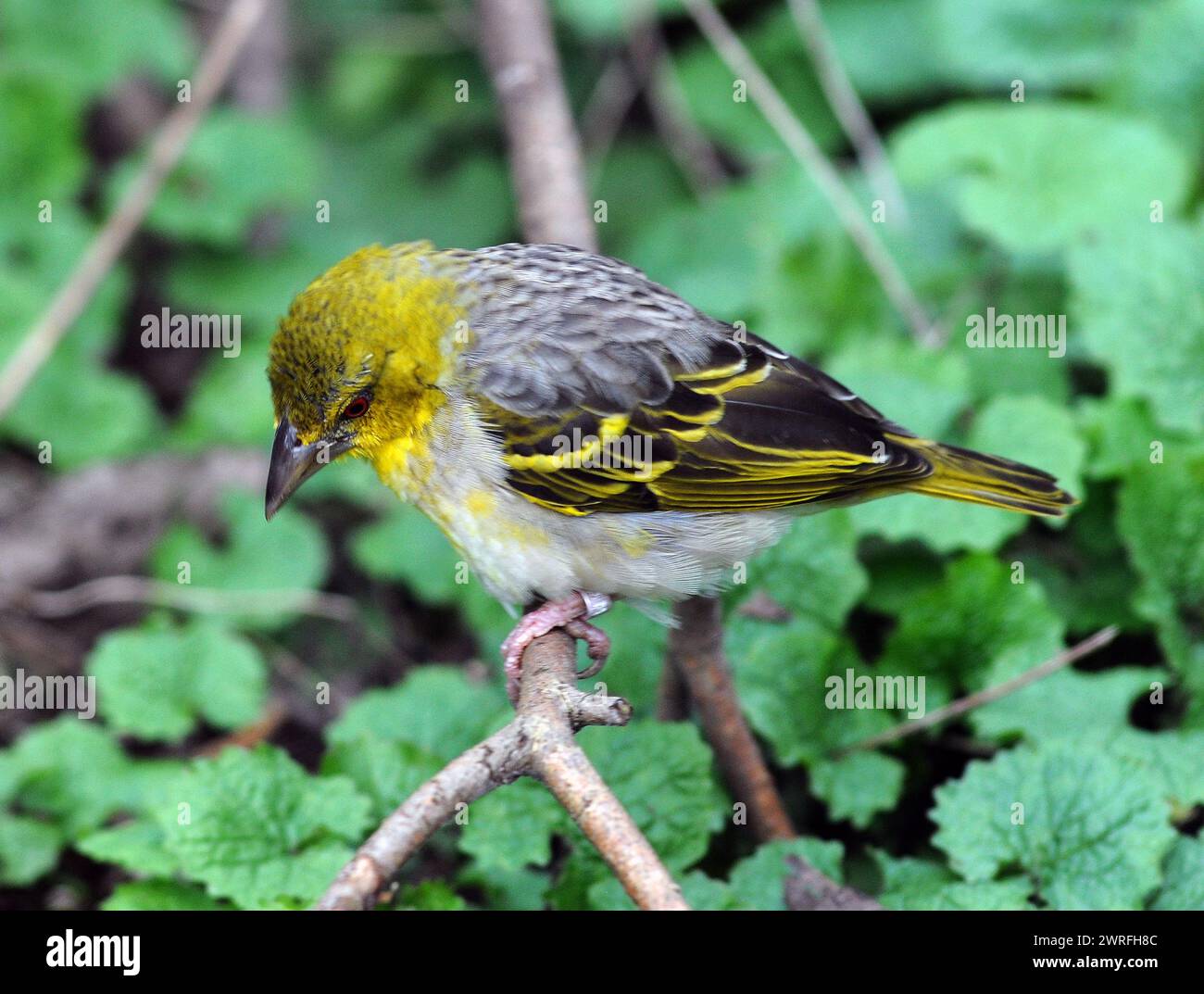 WEAVER BIRD, MARWELL ZOO NEAR WINCHESTER, HANTS. PIC MIKE WALKER 2024 ...