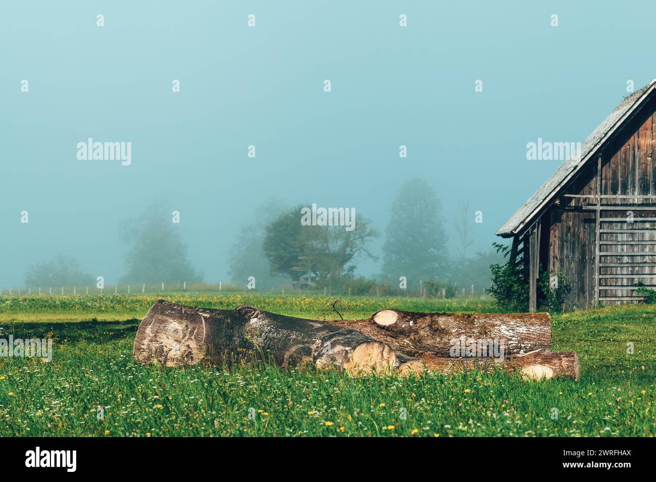 Tree trunk on farm in alpine landscape covered with fog, selective ...