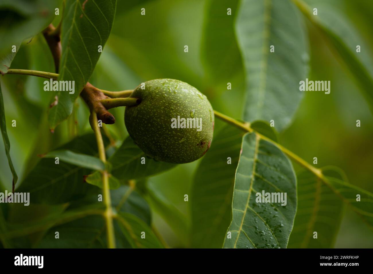 Greek Nuts Still Have Not Ripened On The Tree. Green walnuts growing on ...