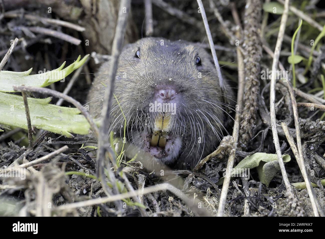 Pacific Grove, California, USA. 12th Mar, 2024. Gopher (Geomyidae) Smiles Showing. Large Front ...