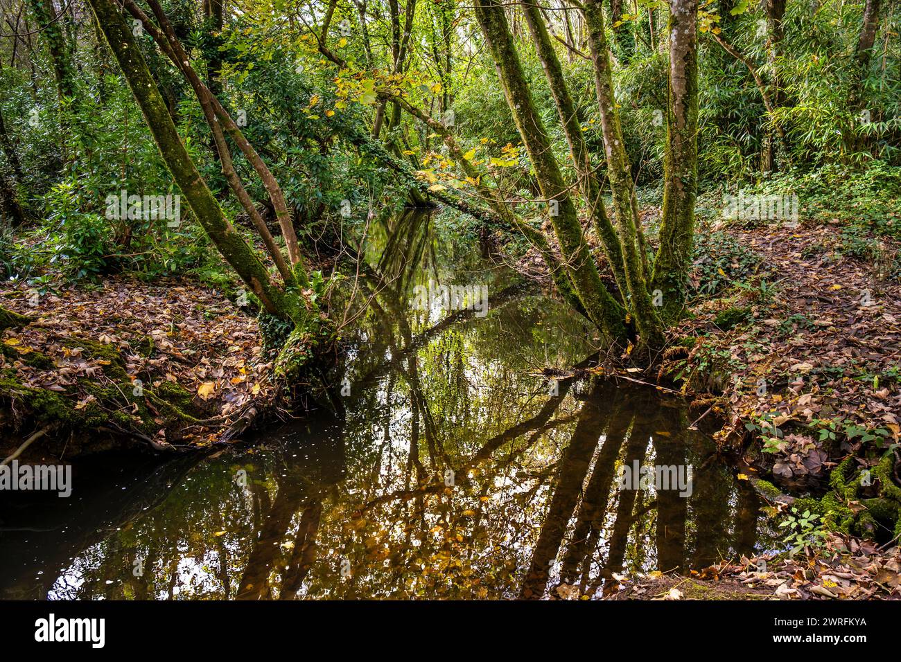 Tehidy stream flowing through Tehidy Woods in Cornwall in the UK Stock ...