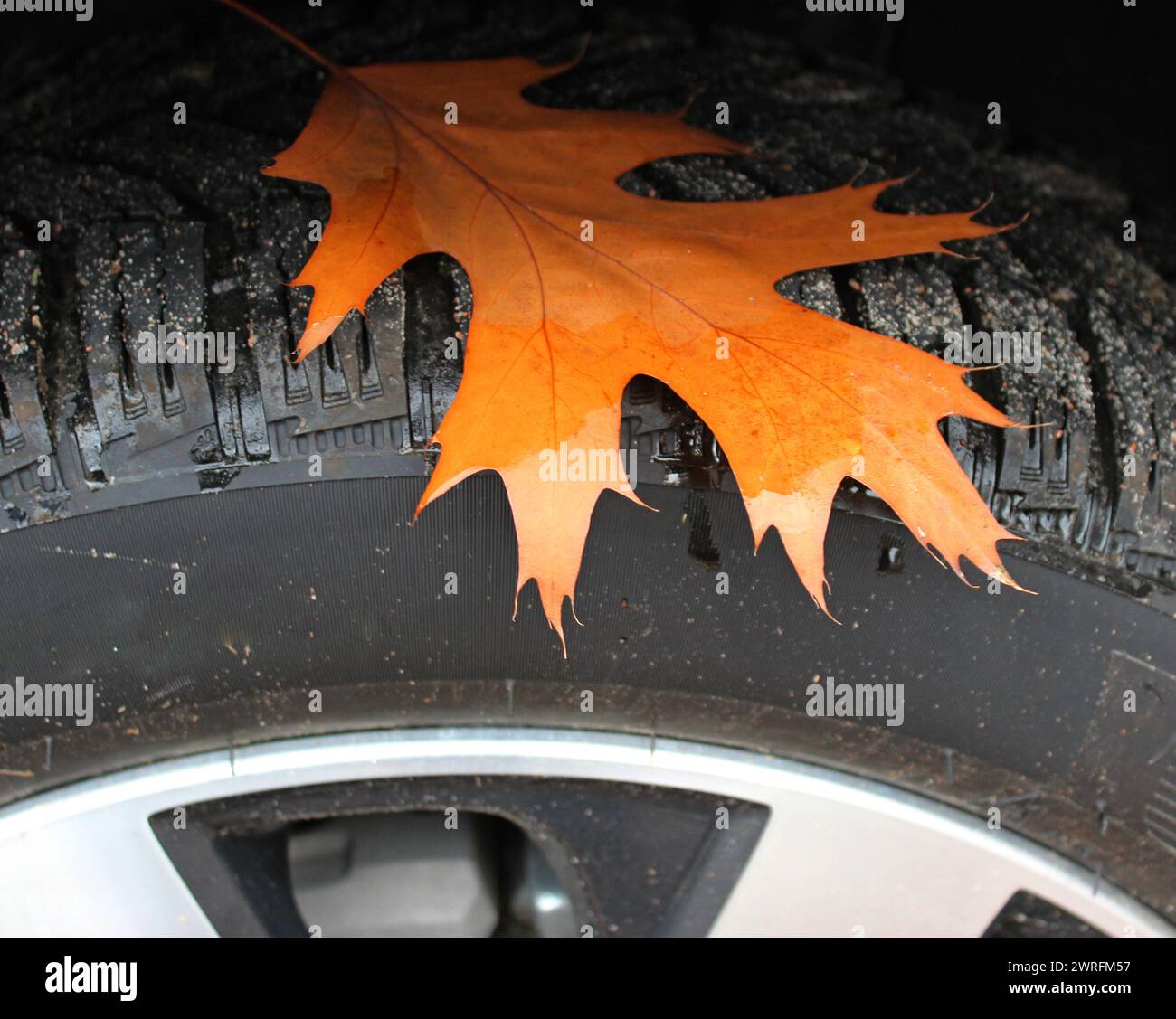 Fallen Leaf On All Weather Car Tire Stock Photo Stock Photo - Alamy