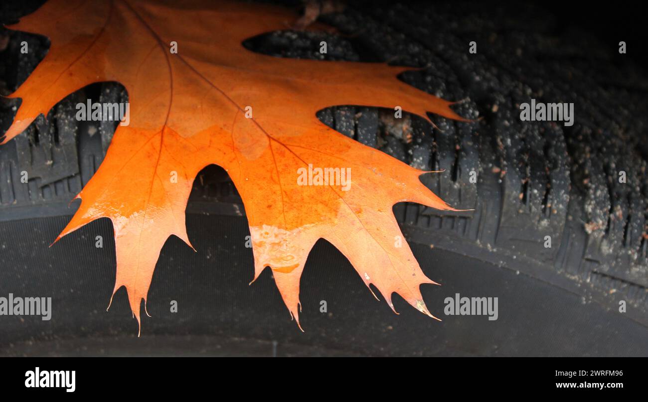 Car Tire With Wet Leaf On It Detailed Stock Photo Stock Photo - Alamy
