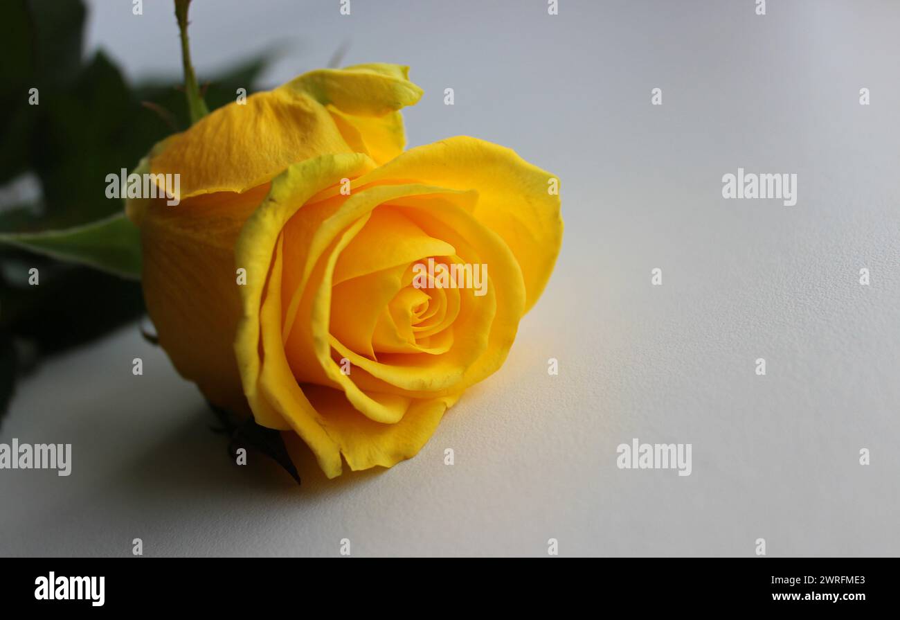 One Blooming Yellow Rose On White Surface Isolated Stock Photo - Alamy