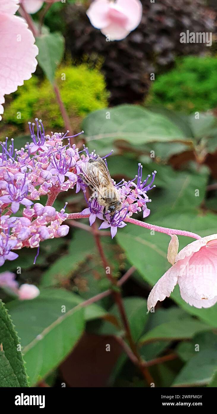 An insect sits on a Hydrangea flower with green foliage Stock Photo - Alamy