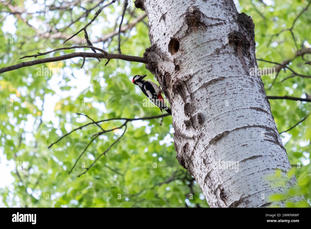 Woodpecker tree holes hi-res stock photography and images - Alamy