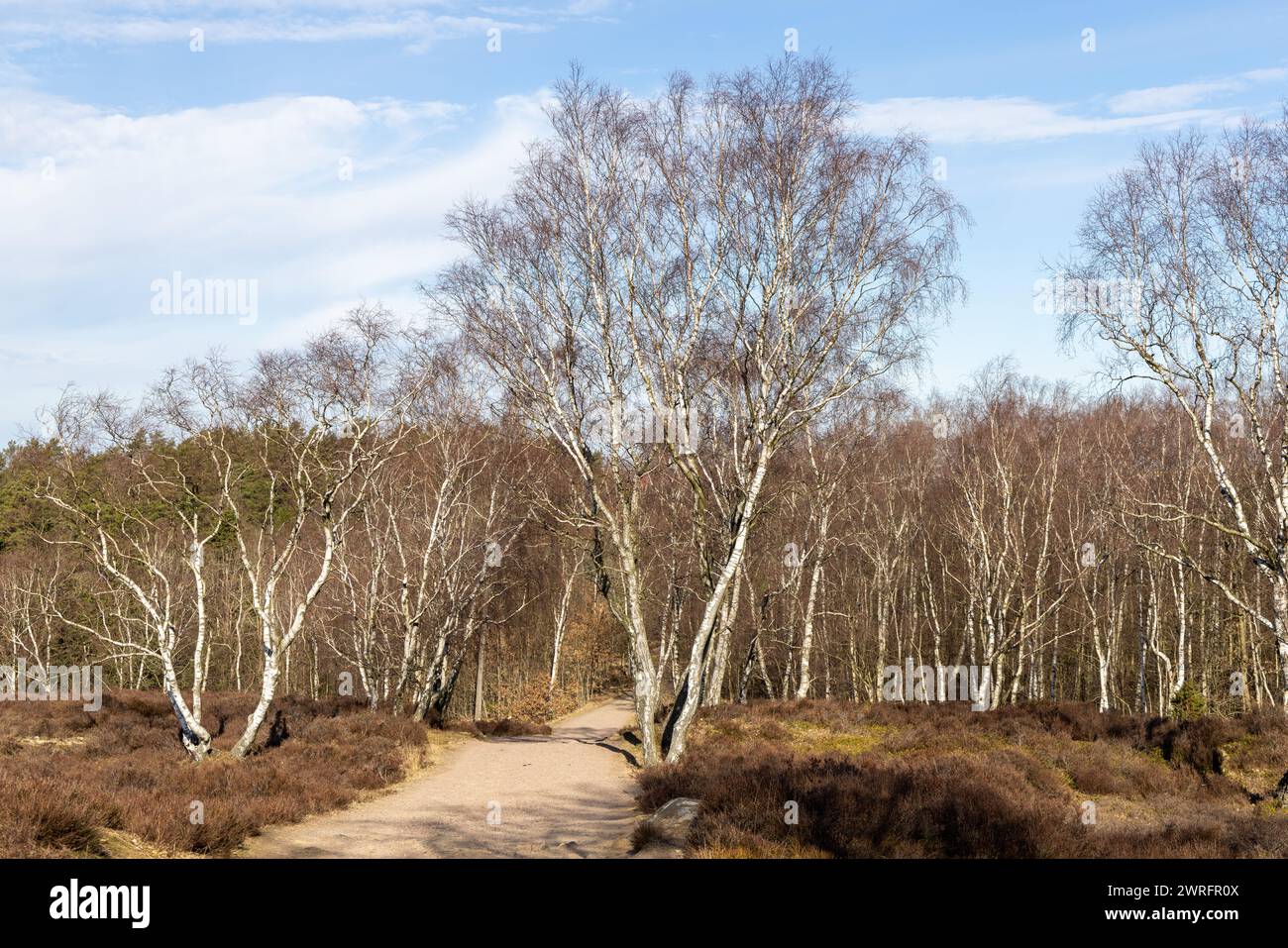 Birch trees with white stems in daytime landscape Stock Photo - Alamy