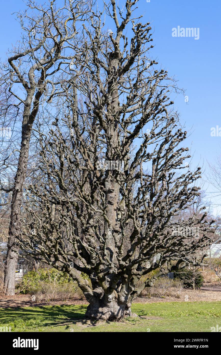 Big gnarly tree hi-res stock photography and images - Alamy